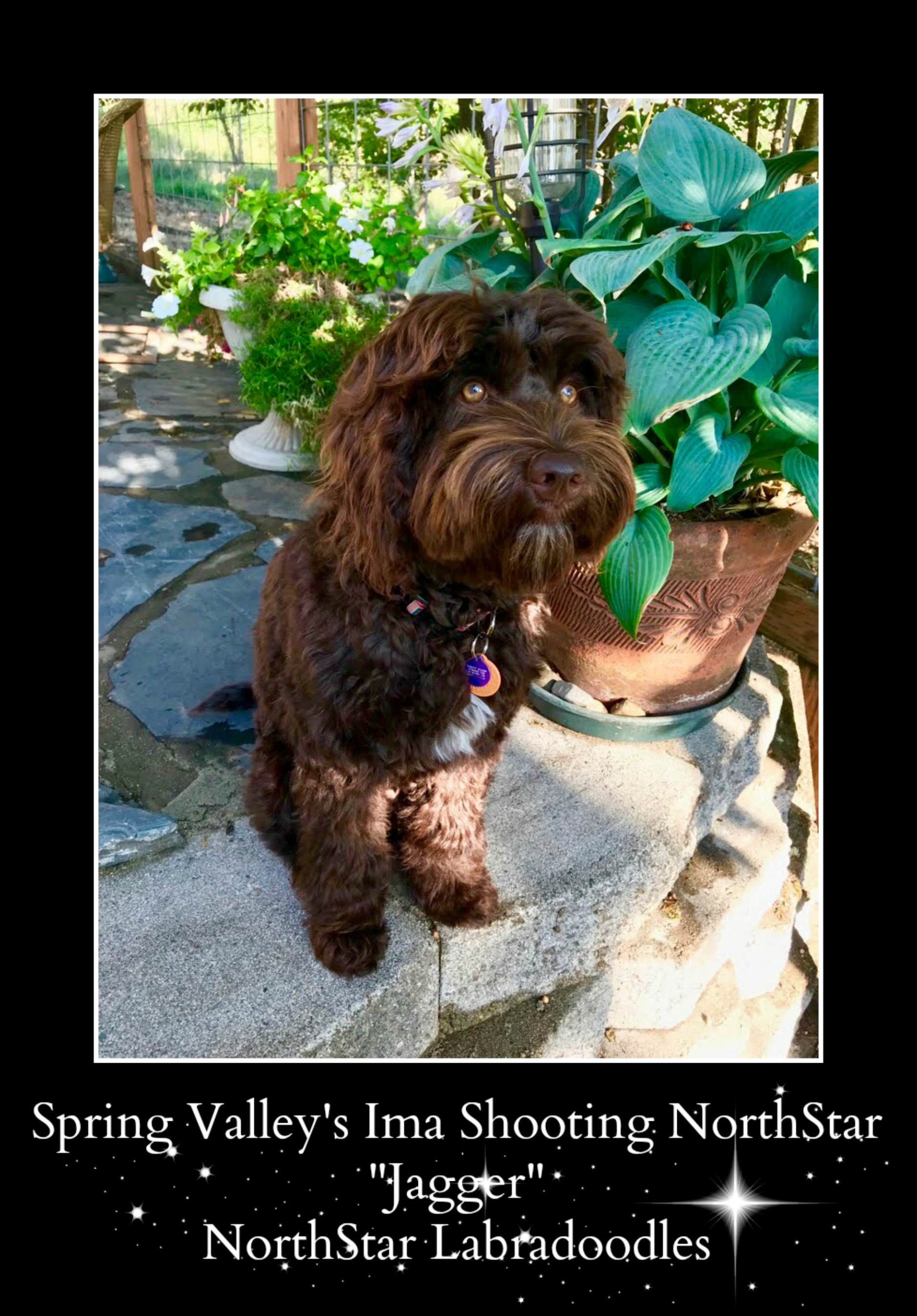 Our Doodles - NorthStar Labradoodles - Available Australian Labradoodle ...